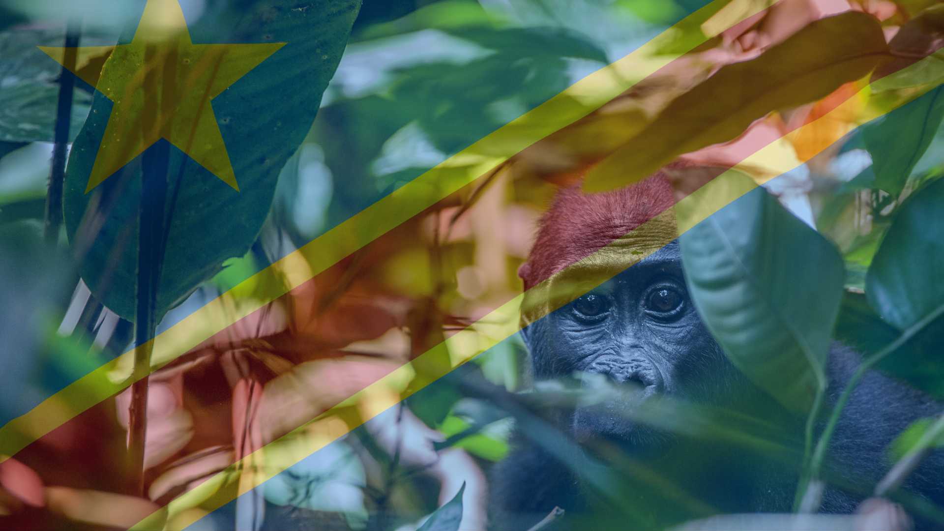 Exploring the Fascinating Wildlife Animals of the Congo Rainforest ...