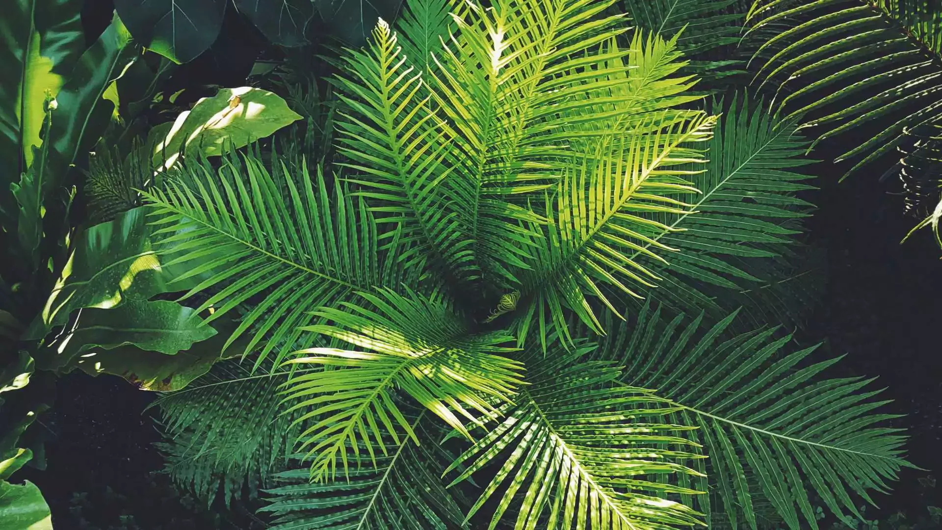 Plants in the Rainforest: Unveiling the Top 10 Mind-boggling Facts ...