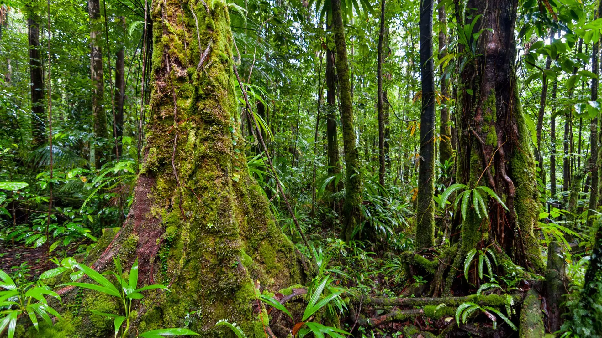 Diversity of Tropical Rainforests: Types, Ecosystem Services, and ...