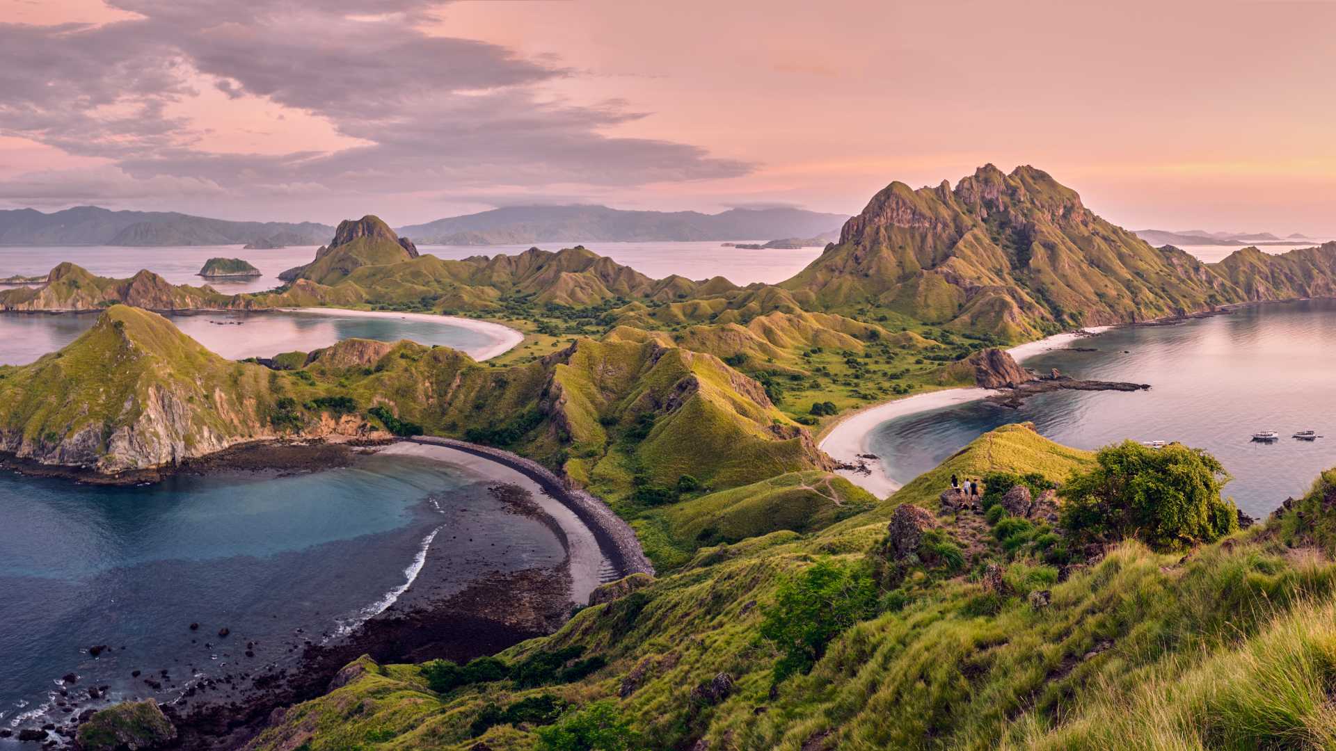 Indonesian Rainforest: Discover the Rare and Exotic Wildlife Animals of ...