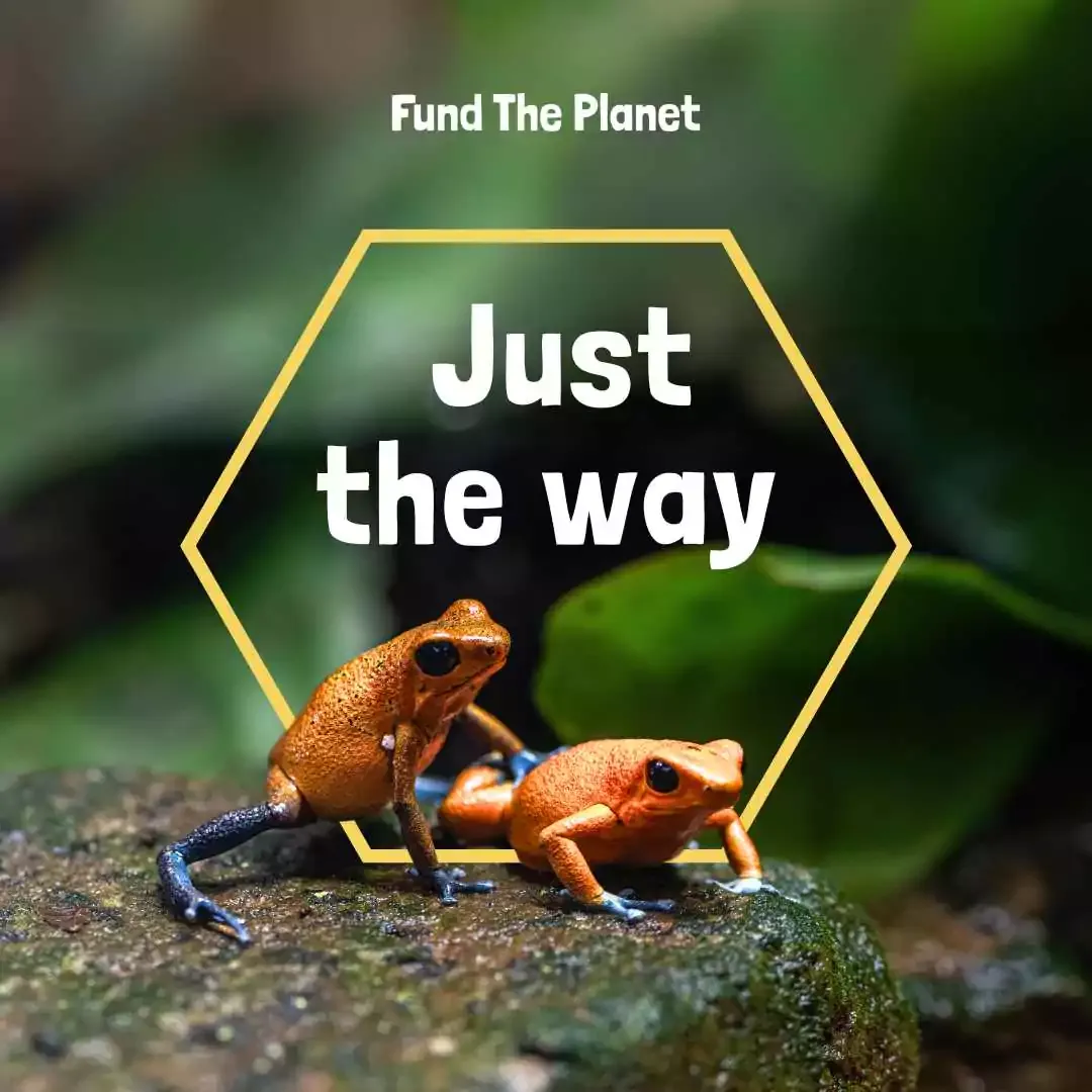 Lass Uns Regenwald Unantastbar Machen