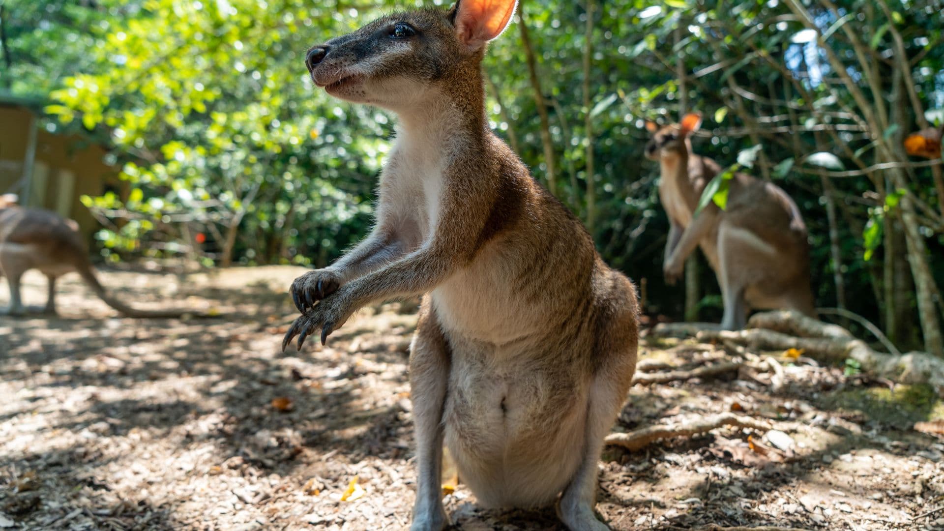 Exploring the Fascinating Wildlife Animals of the Daintree Rainforest ...