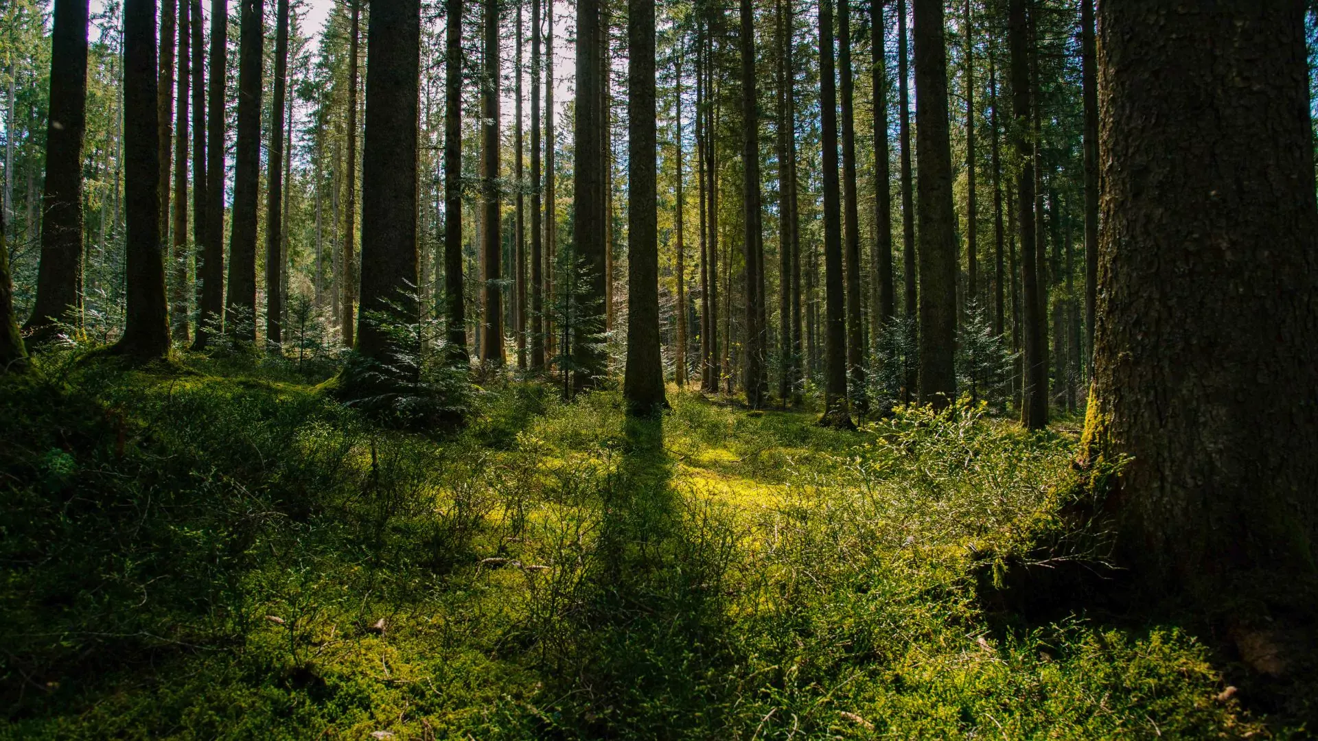 A Journey Through German Forests: 5 Historical and Ecological Insights ...