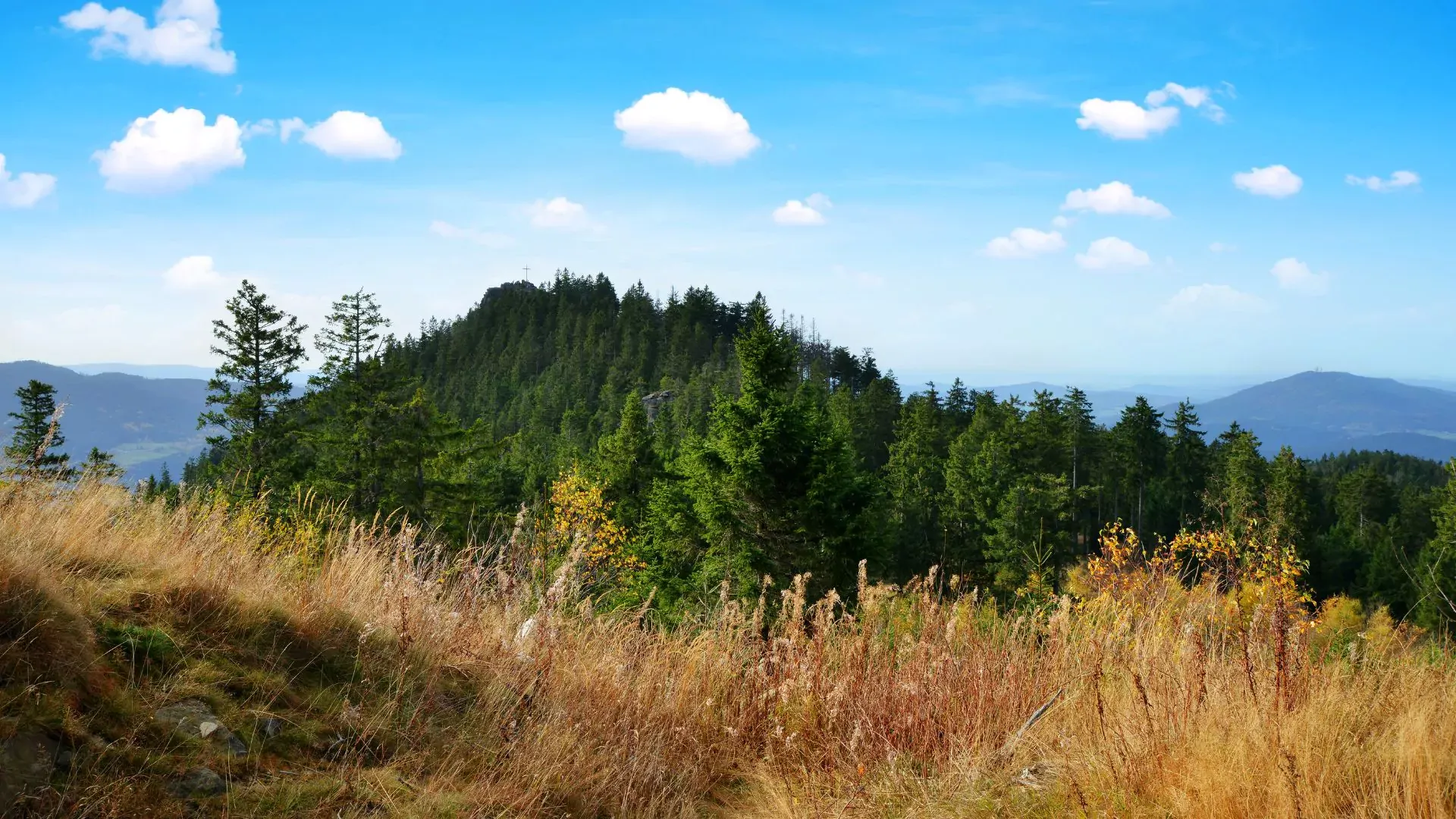 German Forests and More: Exploring Germany's Distinctive Forest ...
