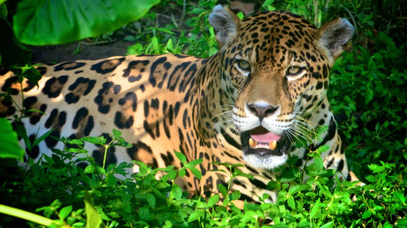 9 fascinating Amazon Rainforest Animals You Can Visit Remotely - Fund ...