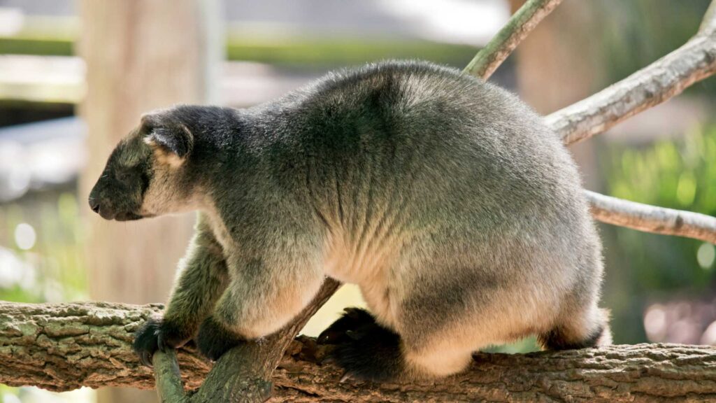 Exploring the Fascinating Wildlife Animals of the Daintree Rainforest ...