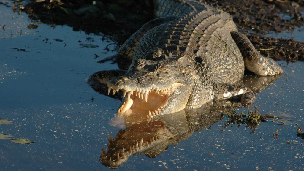 Exploring the Fascinating Wildlife Animals of the Daintree Rainforest ...