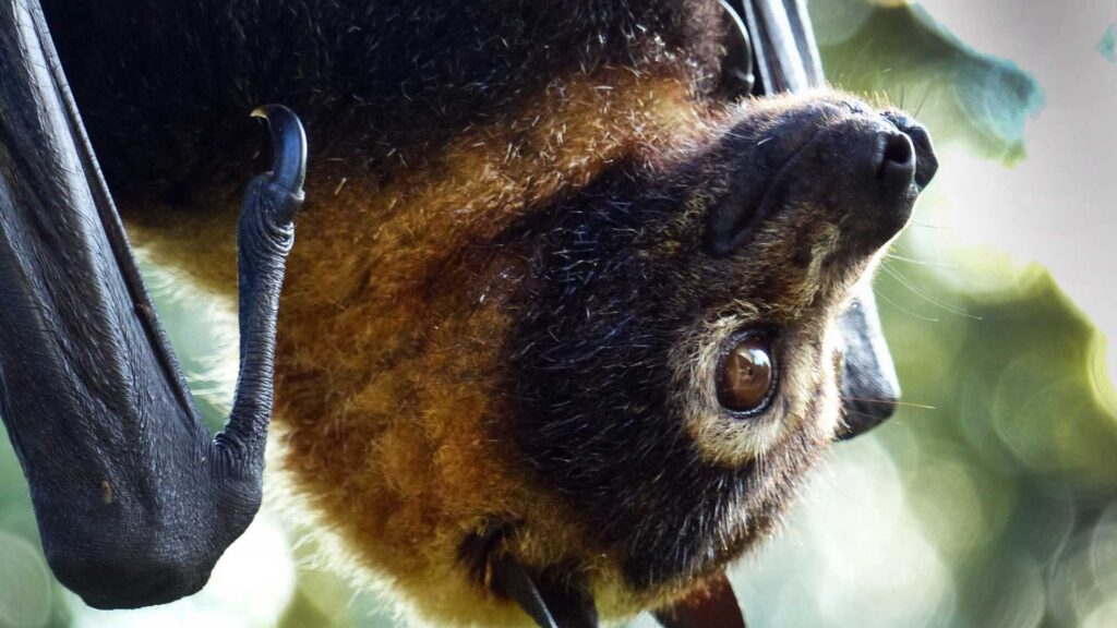 Exploring the Fascinating Wildlife Animals of the Daintree Rainforest ...