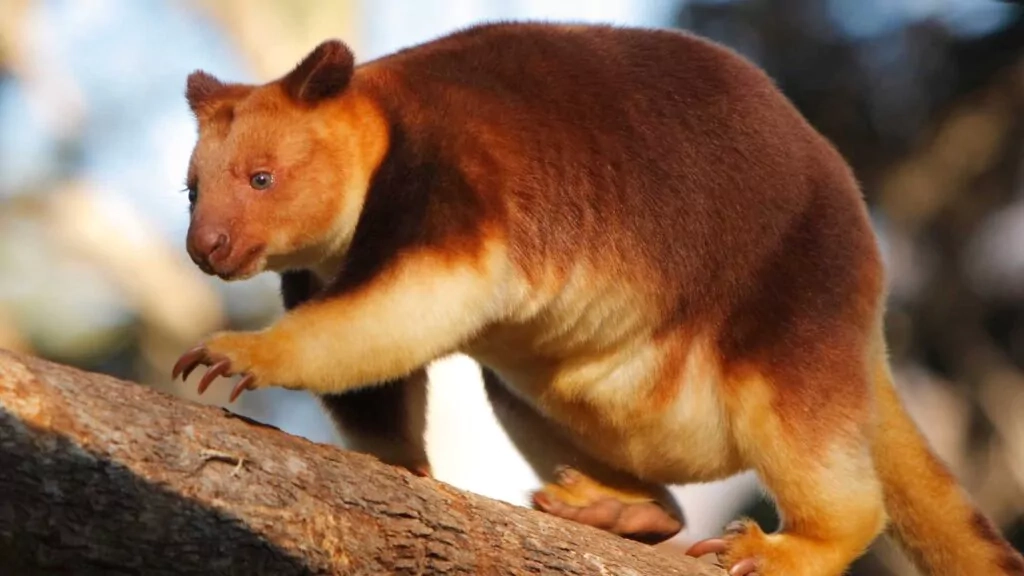 Exploring the Fascinating Wildlife Animals of the Daintree Rainforest ...