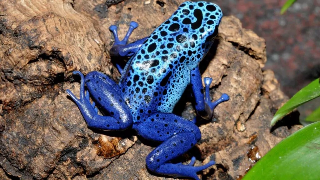 Poison Dart Frogs of the Amazon: Colors, Toxins, and Diversity - Fund ...