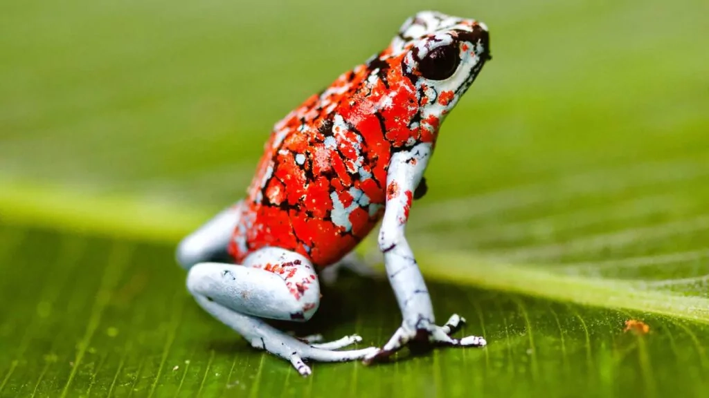 Poison Dart Frogs of the Amazon: Colors, Toxins, and Diversity - Fund ...