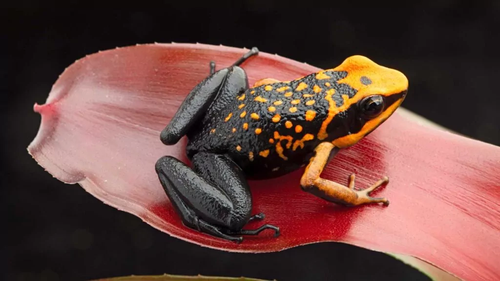Poison Dart Frogs of the Amazon: Colors, Toxins, and Diversity - Fund ...