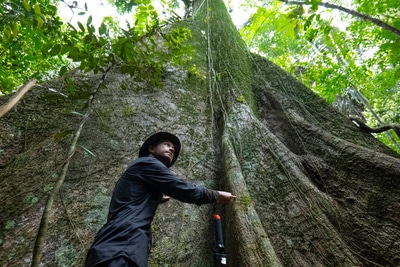 8 Iconic Amazon Rainforest Plants You Can Explore Remotely - Fund the ...